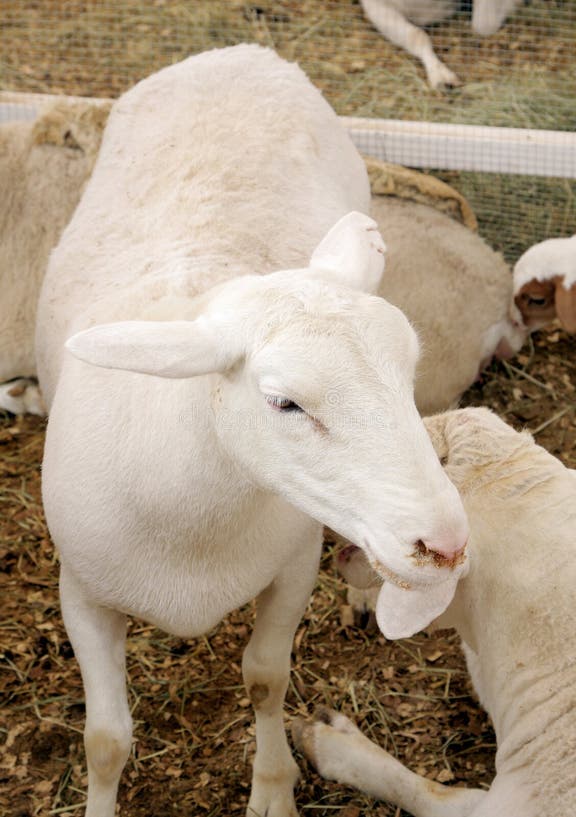 336 Dorper Stock Photos - Free & Royalty-Free Stock Photos from Dreamstime