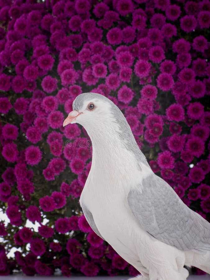 354 Purple Peace Dove Stock Photos - Free & Royalty-Free Stock Photos ...