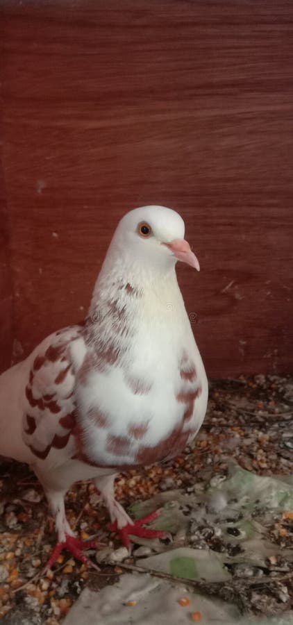 Beautiful White Dove Cage Seed Stock Photos - Free & Royalty-Free Stock ...