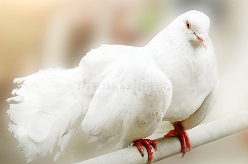 Beautiful White Dove, Closeup. Stock Image - Image of freedom, flying ...