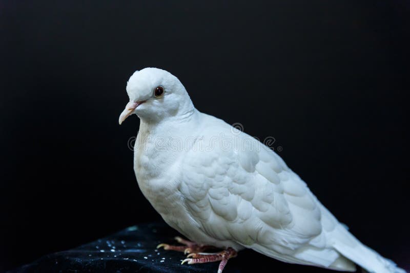 Beautiful white dove stock photo. Image of green, animal - 87584386