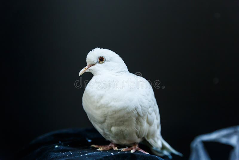 Beautiful white dove stock photo. Image of beautiful - 87584432