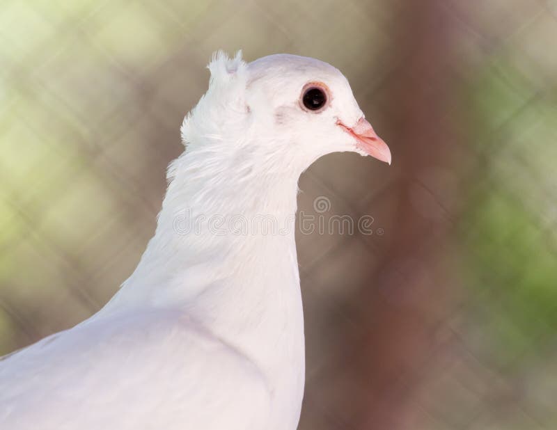 Beautiful White Dove in Nature Stock Image - Image of grace, pigeon ...