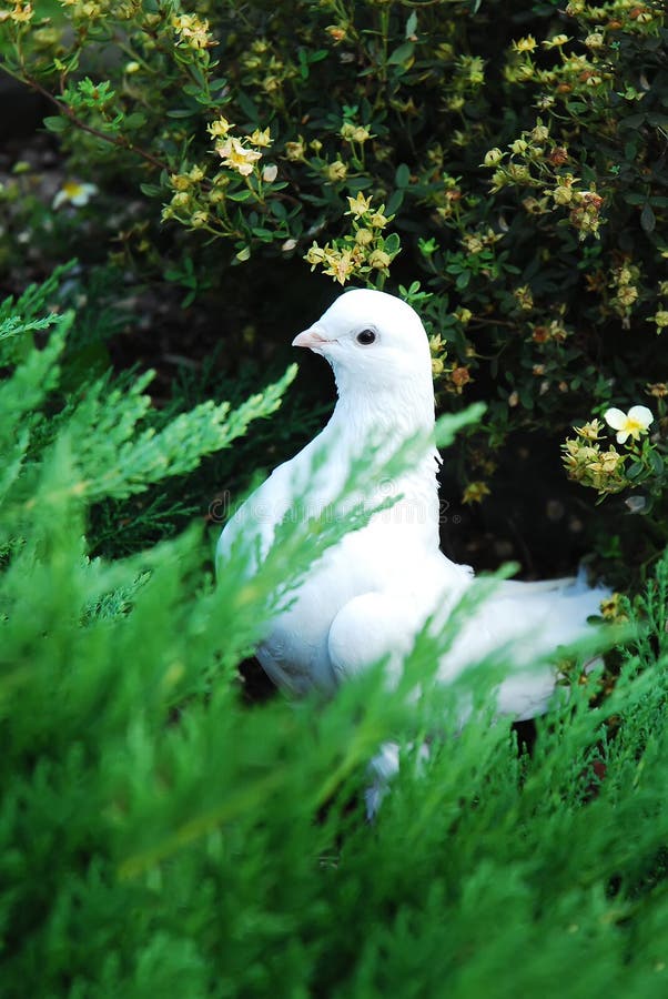 Beautiful White Dove Sitting on the Ground in Green Grass Bush Stock ... Beautiful White Dove Sitting on the Ground in Green Grass Bush Stock ...