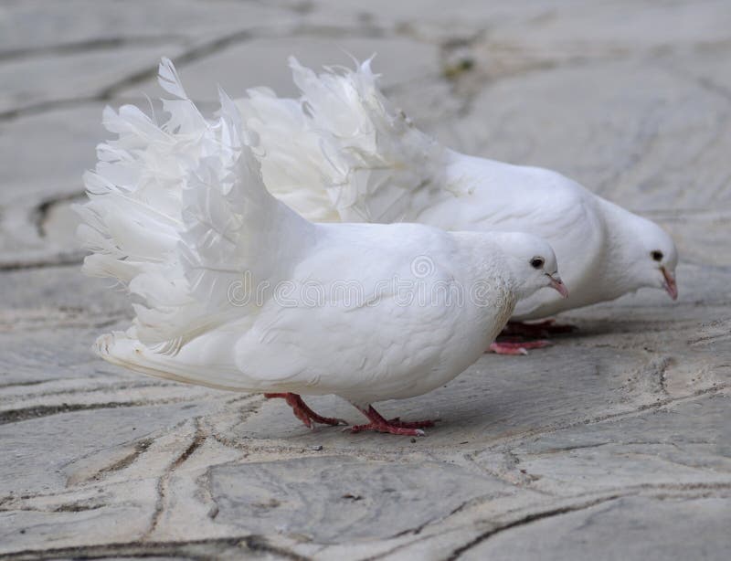 Beautiful White Doves with Large Feathers Stock Photo - Image of white ...