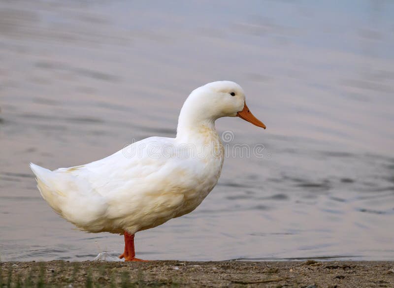 Beautiful White Duck at a Lake Shore Stock Image - Image of orange ...