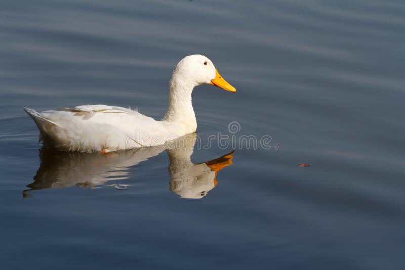 Beautiful white duck stock image. Image of animal, feather - 33240757