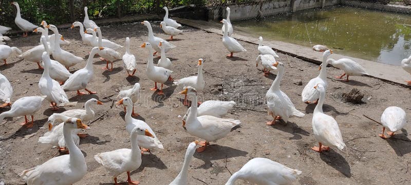 Herd of Beautiful White Ducks Domesticated Duck in a Zoo Stock Image ...