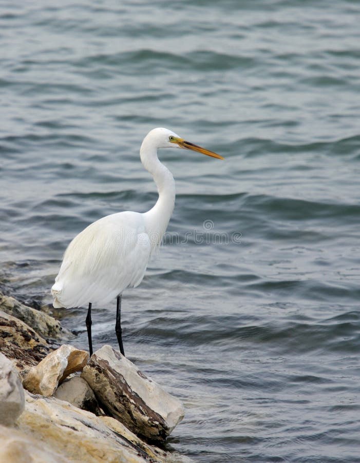 A Beautiful White Egret at the Coast Stock Image - Image of feathered ...