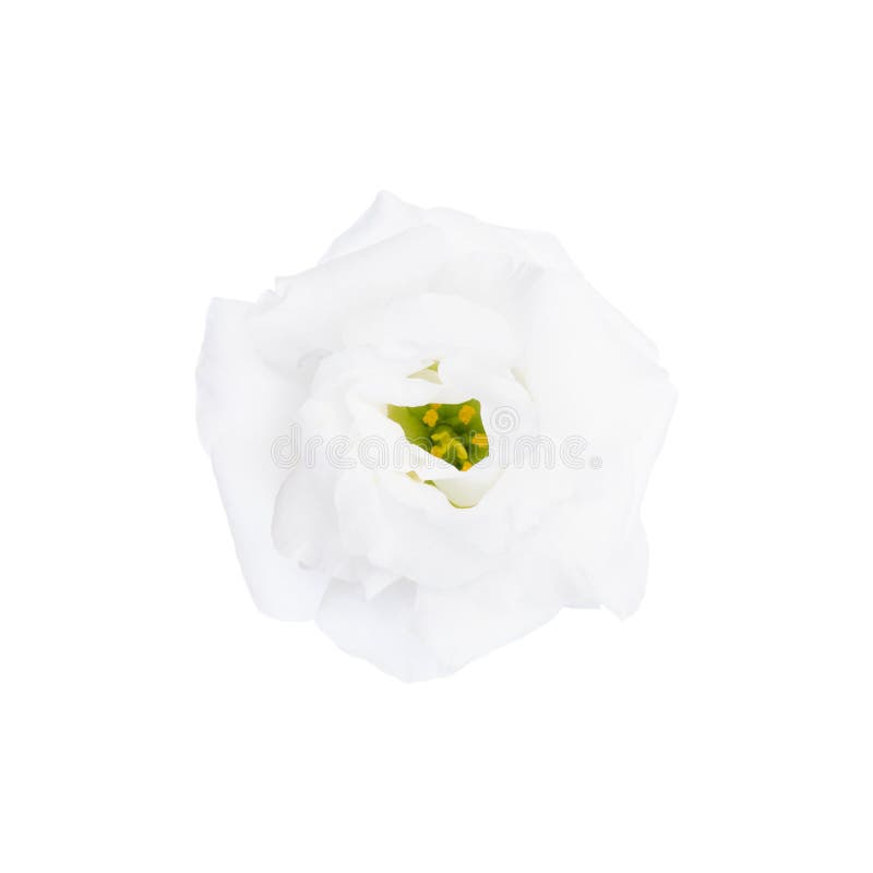 Beautiful White Eustoma Flowers, Isolated on White Stock Photo - Image ...