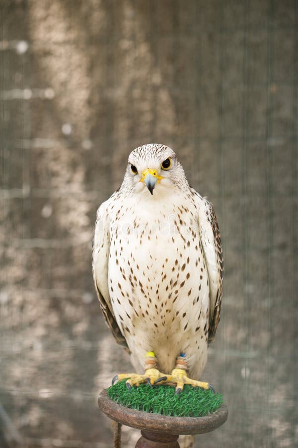 A Beautiful White Falcon in an Aviary Stock Image - Image of birds ...