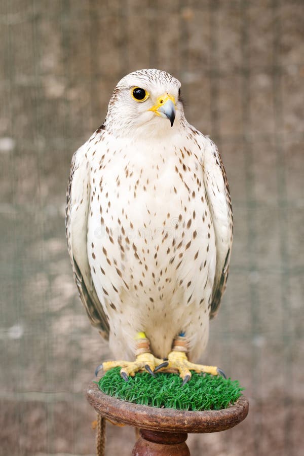 A beautiful white falcon stock photo. Image of falconry - 258069090