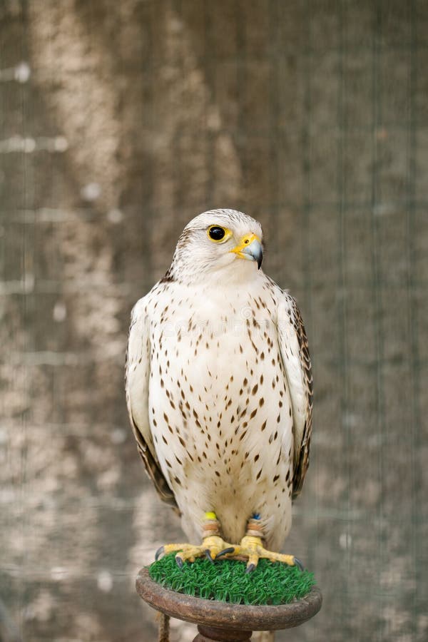 A Beautiful White Falcon on a Stand Stock Image - Image of beak, arctic ...