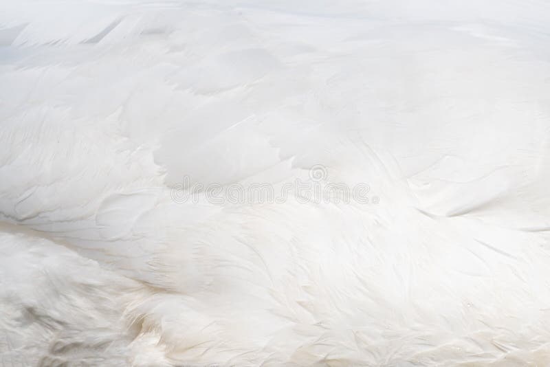 Beautiful White Feather Texture Background Stock Photo - Image of ...