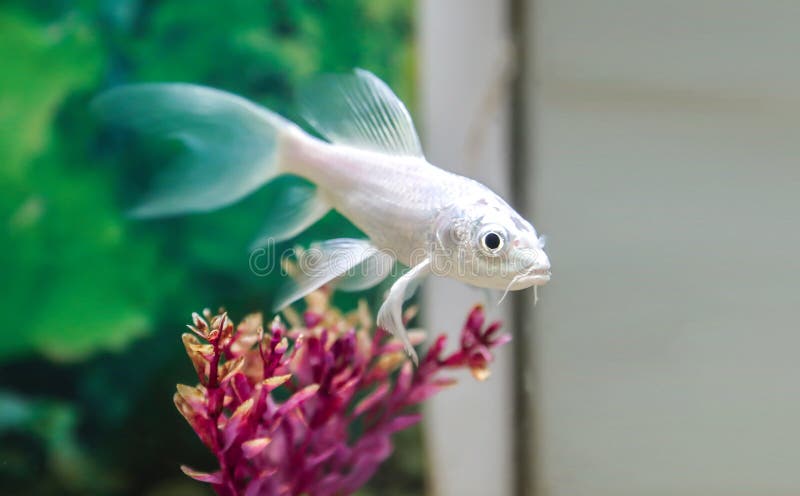 Beautiful White Fish in Aquariam Stock Photo - Image of whitefish ...