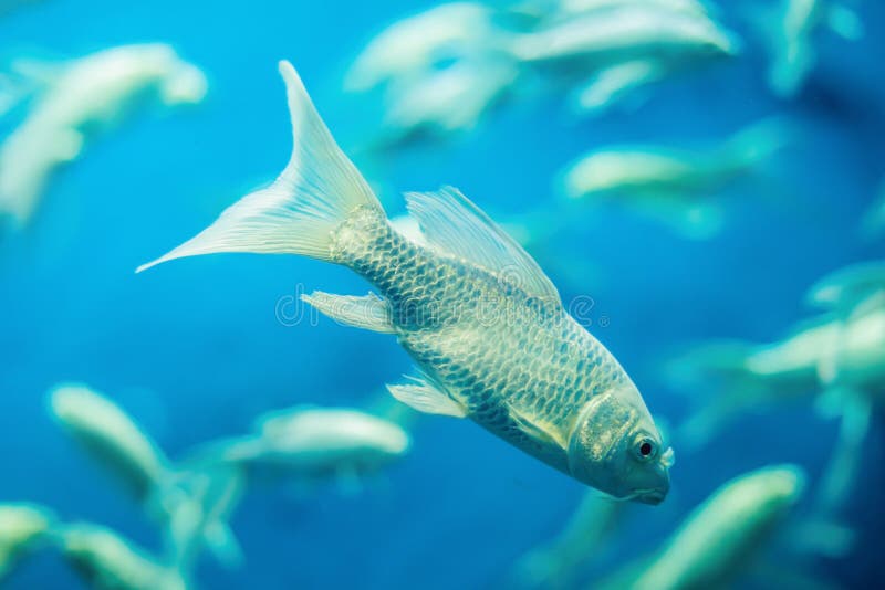 Beautiful White Fish on a Blue Background Stock Image - Image of exotic ...