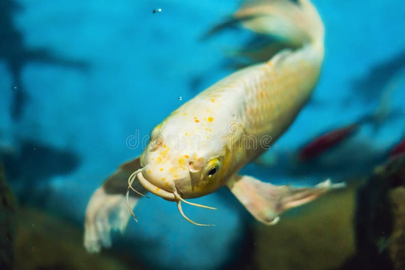 Beautiful White Fish on a Blue Background Stock Image - Image of ...