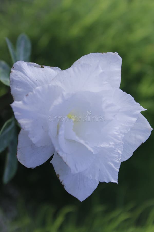 Beautiful White Adenium Flower Stock Image - Image of flower, beauty ...