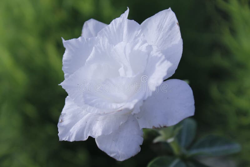 Beautiful White Adenium Flower Stock Photo - Image of flower, beauty ...