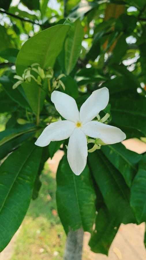 Beautiful white flower stock photo. Image of floral - 271699774