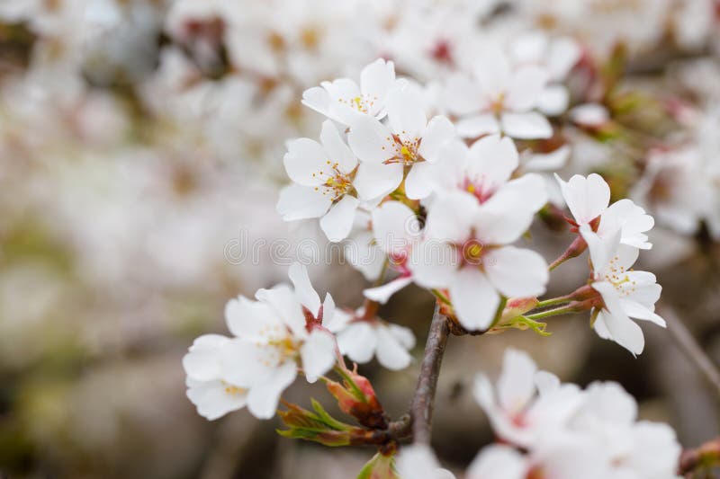 Beautiful White Flower, Blossom Nature Background Stock Image - Image ...