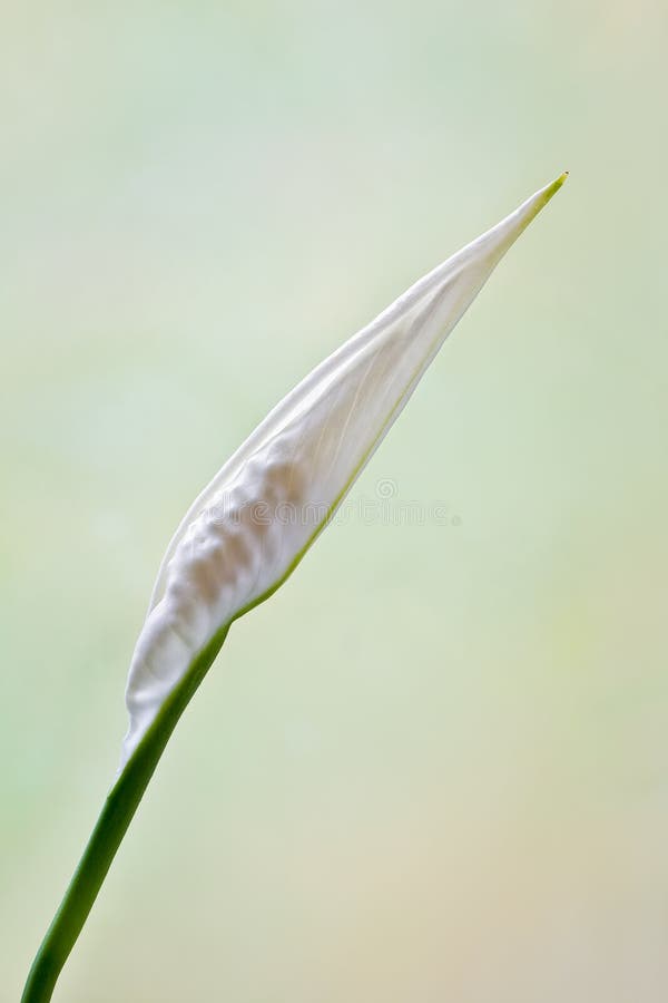 Beautiful White Flower - Bud Stock Image - Image of delicate, glamour ...