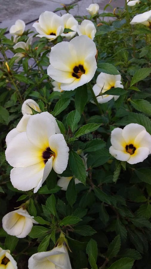 A Beautiful White Flower Called Bunga Pukul Delapan & X28;Indonesia ...