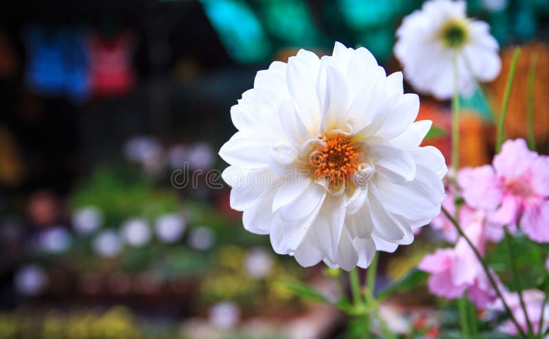 Beautiful white flower stock photo. Image of closeup - 106059108