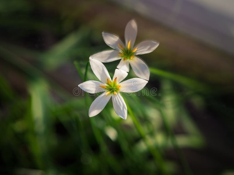 Beautiful White Flower Close-up. Stock Photo - Image of selective ...