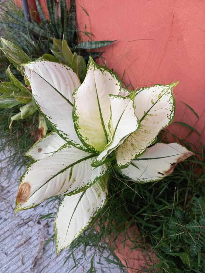 Beautiful White Flower on the Corners Stock Image - Image of food ...