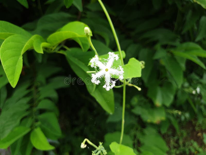 Beautiful White Flower in Forest Stock Image - Image of flower, nature ...