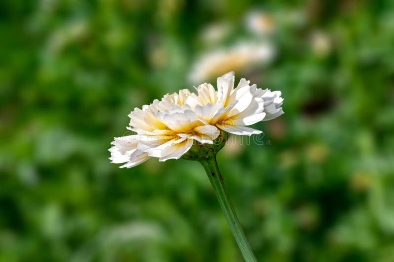 Beautiful White Flower in a Garden Under Beautiful Light Stock Image ...