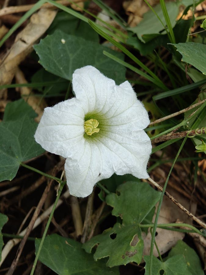 The Beautiful White Flower with Green Leaf and Green Blead Grass Stock ...