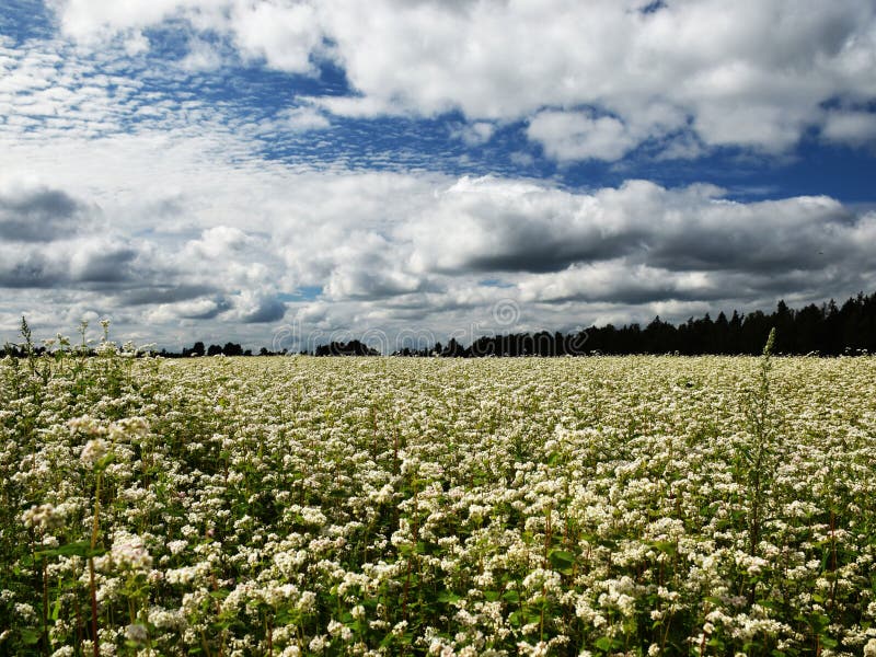 Beautiful White Flower Meadow Stock Photo - Image of nature ...