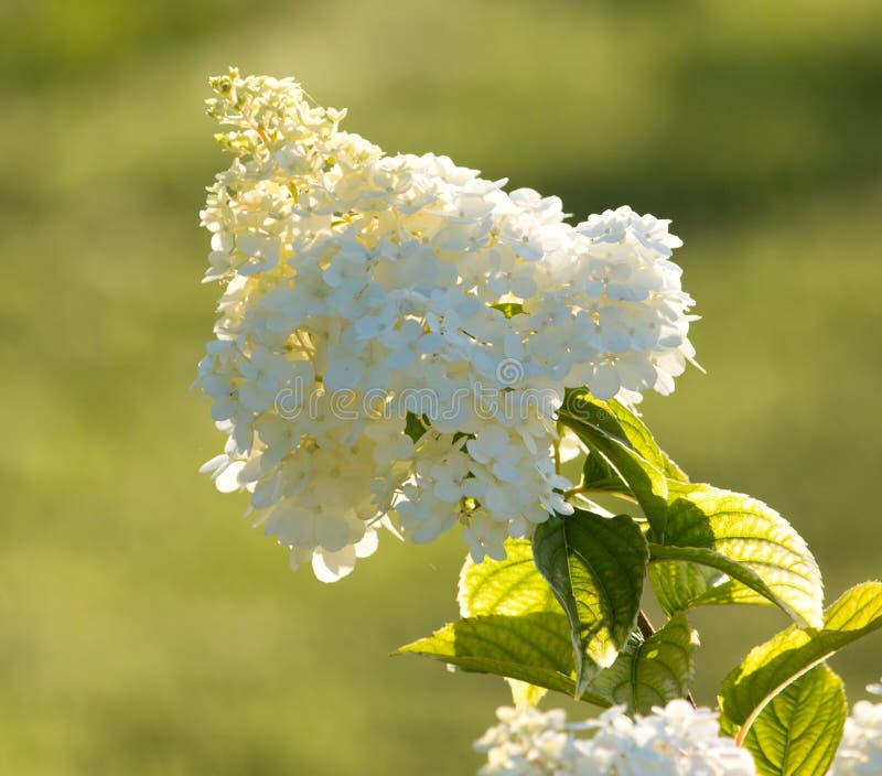 Beautiful White Flower in Nature Stock Image - Image of elegance ...