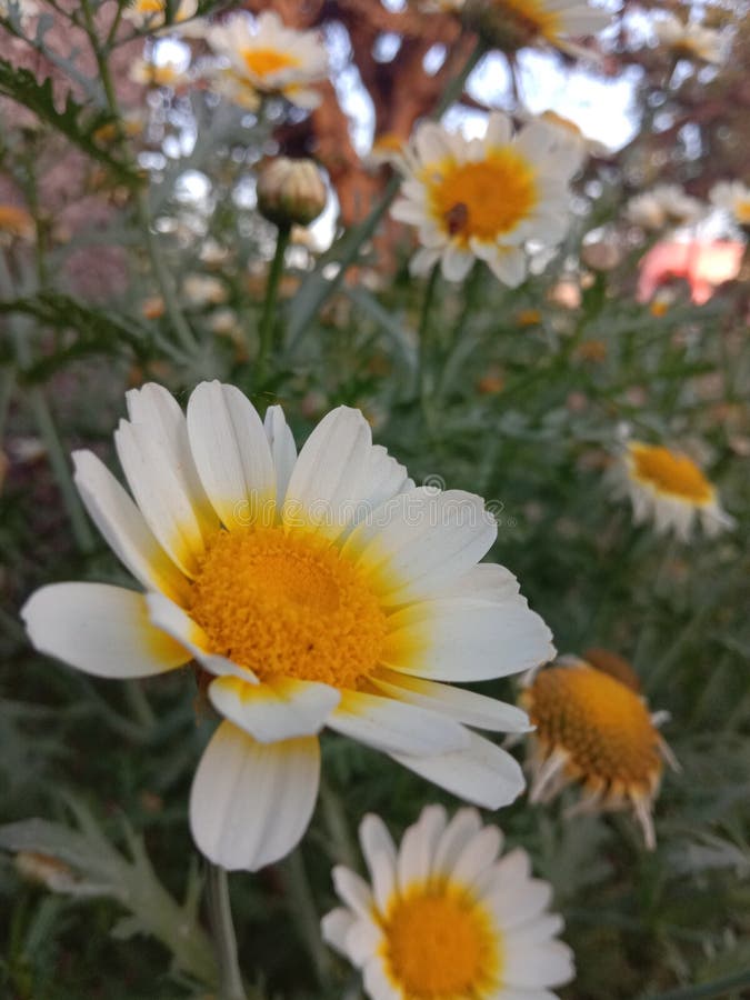 Beautiful White Flower with Orange Center Stock Image - Image of design ...
