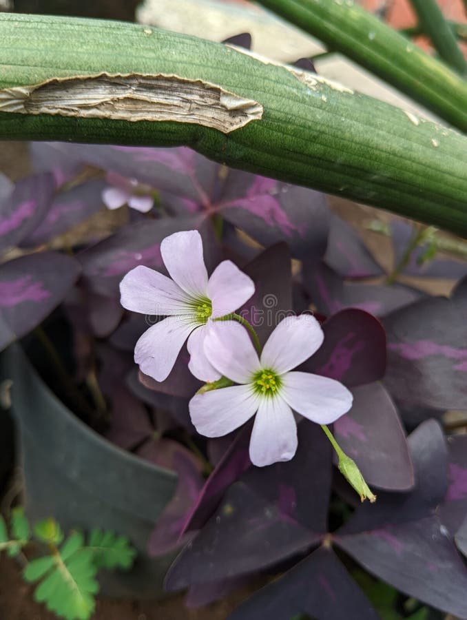 Beautiful White Flower Oxalis Triangularis Purple Shamrock Indian Park ...