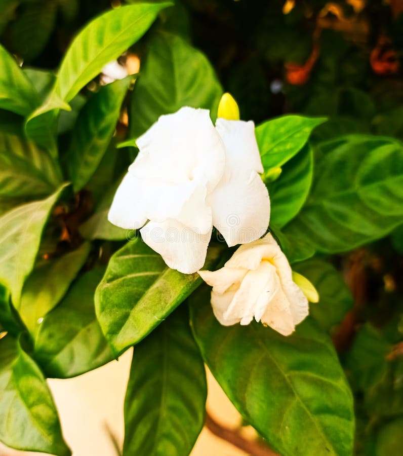 A Beautiful White Flower on Plant Stock Photo - Image of nature, white ...