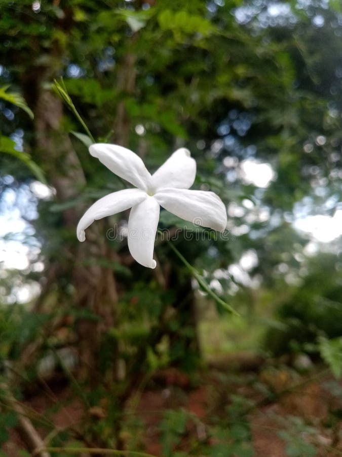 White Pichcha Stock Photos - Free & Royalty-Free Stock Photos from ...