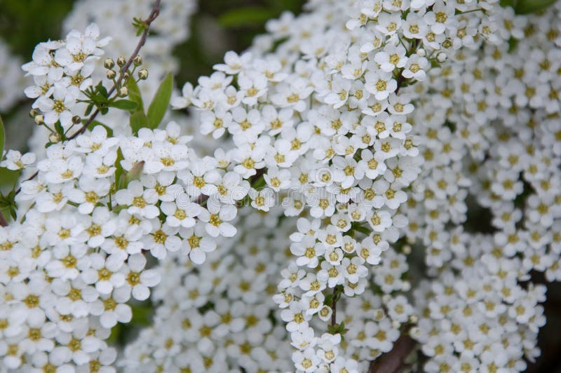 Beautiful White Flowering Branches of Spirea Stock Photo - Image of ...