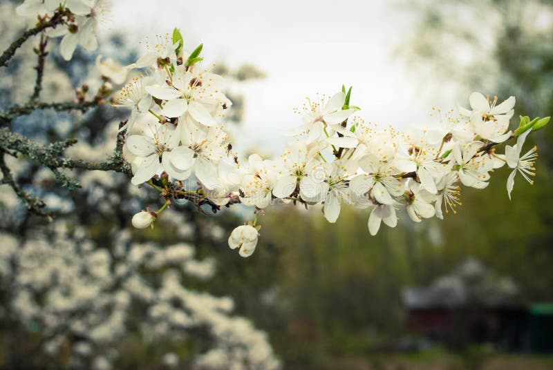 Beautiful White Flowers of Cherry Tree. Stock Photo - Image of blossom ...