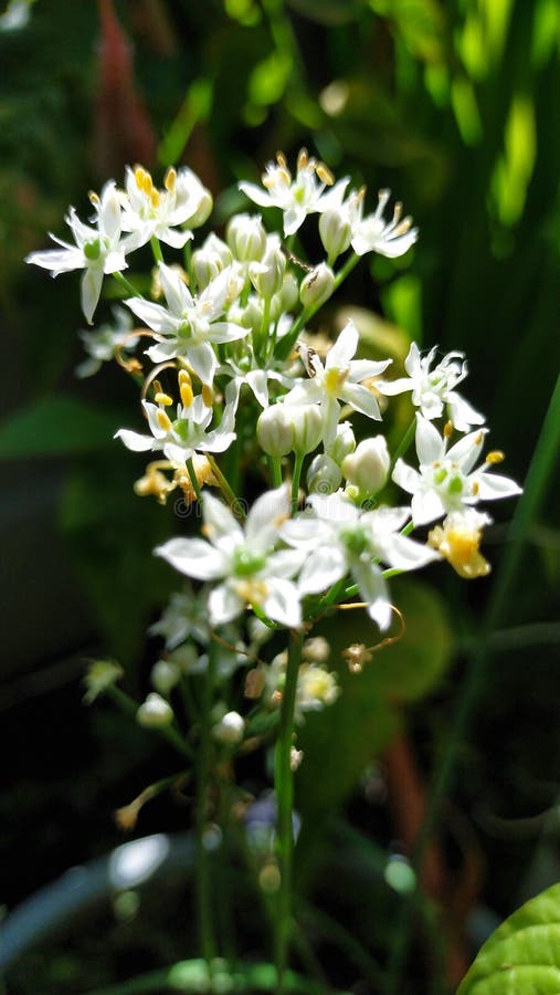 Beautiful White Flowers with a Dim Background Stock Photo - Image of ...