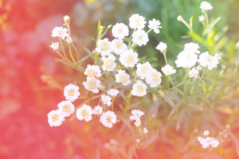 Beautiful White Flowers in Garden Stock Image - Image of green, petal ...