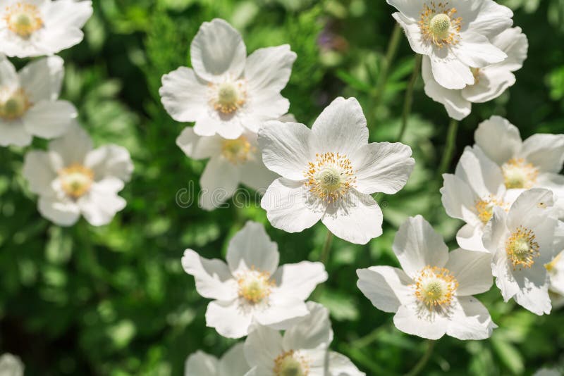 Beautiful White Flowers on in the Garden Stock Image - Image of garden ...