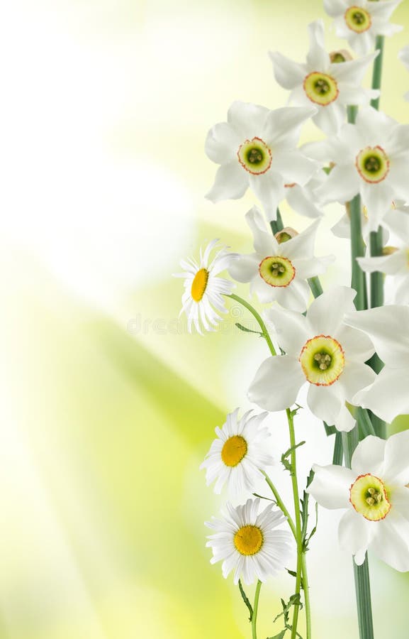 Beautiful white flowers stock photo. Image of blooming - 53371266