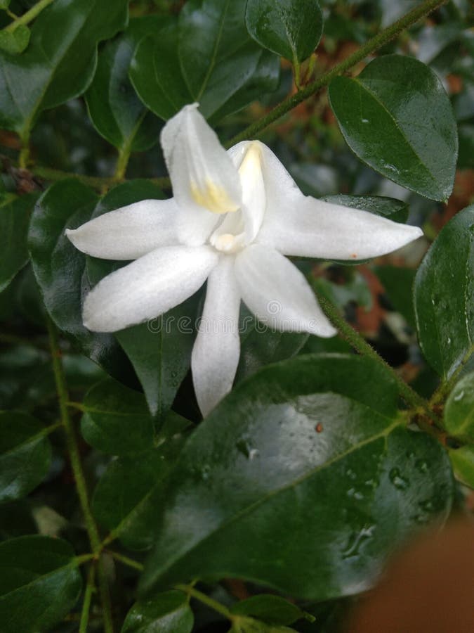 White Paravi Stock Photos - Free & Royalty-Free Stock Photos from ...