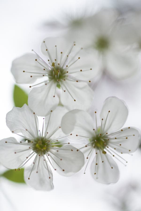 Beautiful White Flowers on Spring Time Stock Photo - Image of flower ...