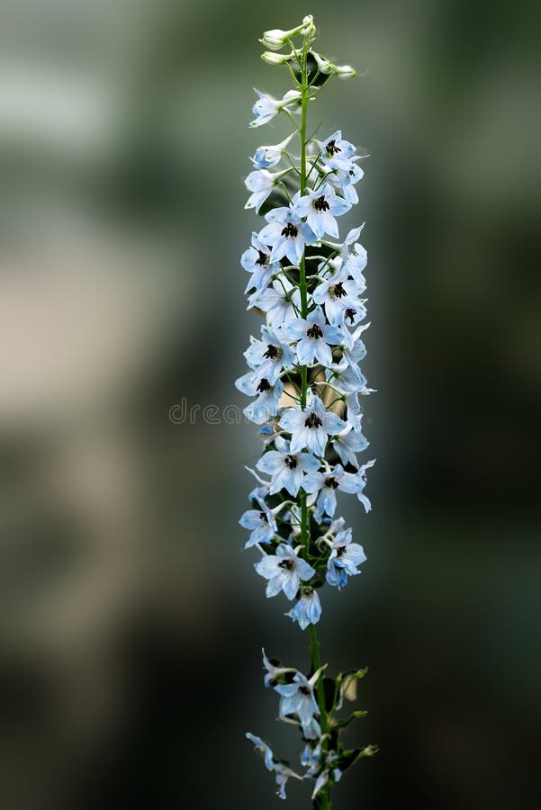 Beautiful White Flowers on a Thin Plant, Toronto, on, Canada Stock ...