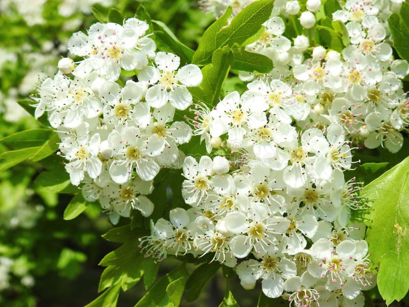 Hawthorn Tree In Beautiful White Blooms In Spring Stock Photo - Image ... Hawthorn Tree In Beautiful White Blooms In Spring Stock Photo - Image ...