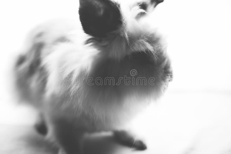 Beautiful White Fluffy Rabbit Black and White Photo Stock Photo - Image ...